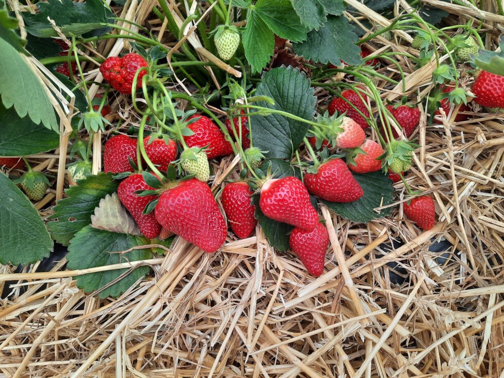Les fraises de Wallonie : découvrez-les ! - IFEL-W