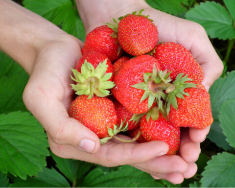 Les fraises de Wallonie : découvrez-les ! - IFEL-W